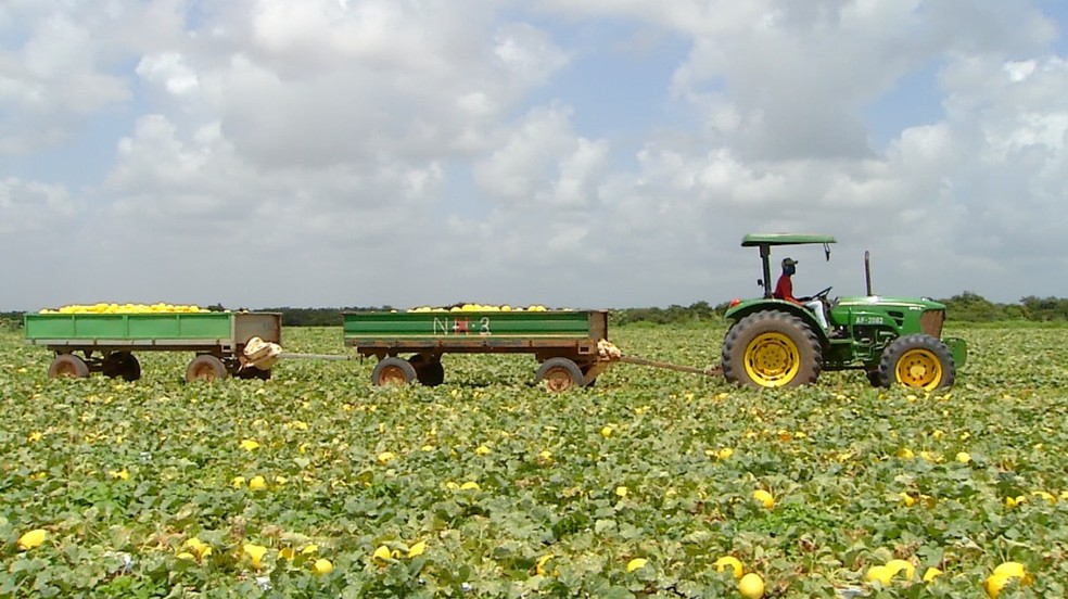 Maior produtor de melão no Brasil, Rio Grande do Norte colhe sete vezes ...
